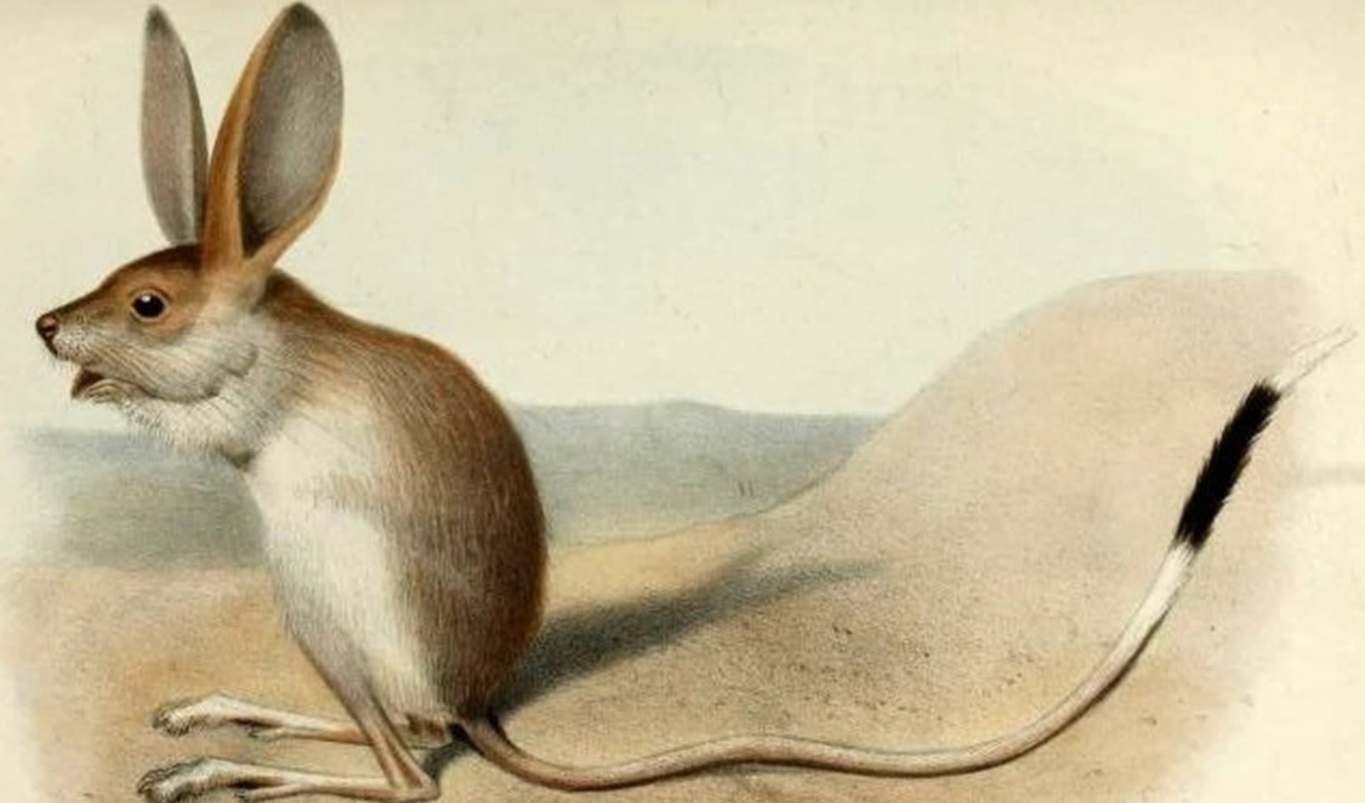 Long-eared jerboa facts, distribution & population | BioDB